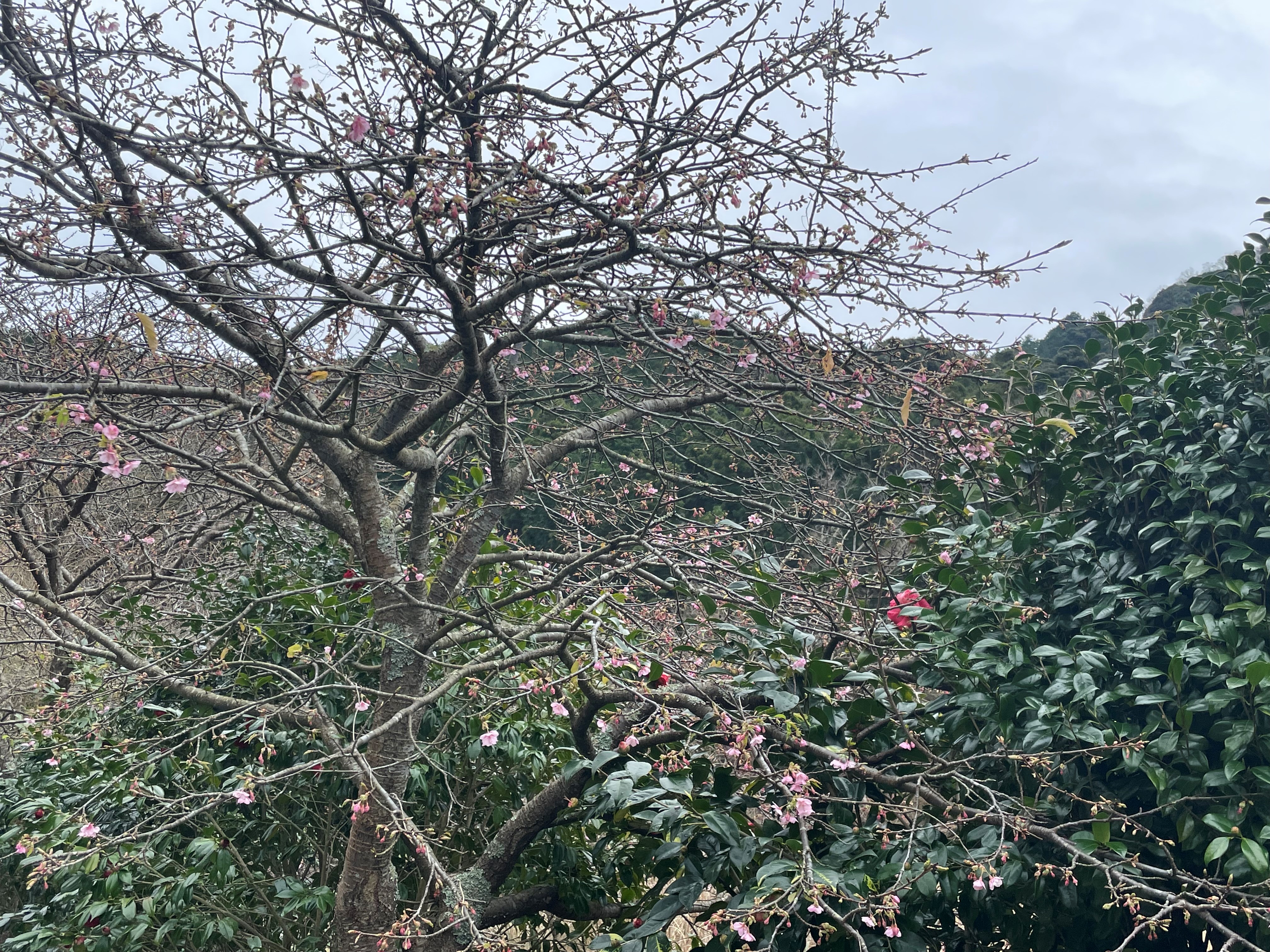 sakura 2 | 株式会社auto-Bliss